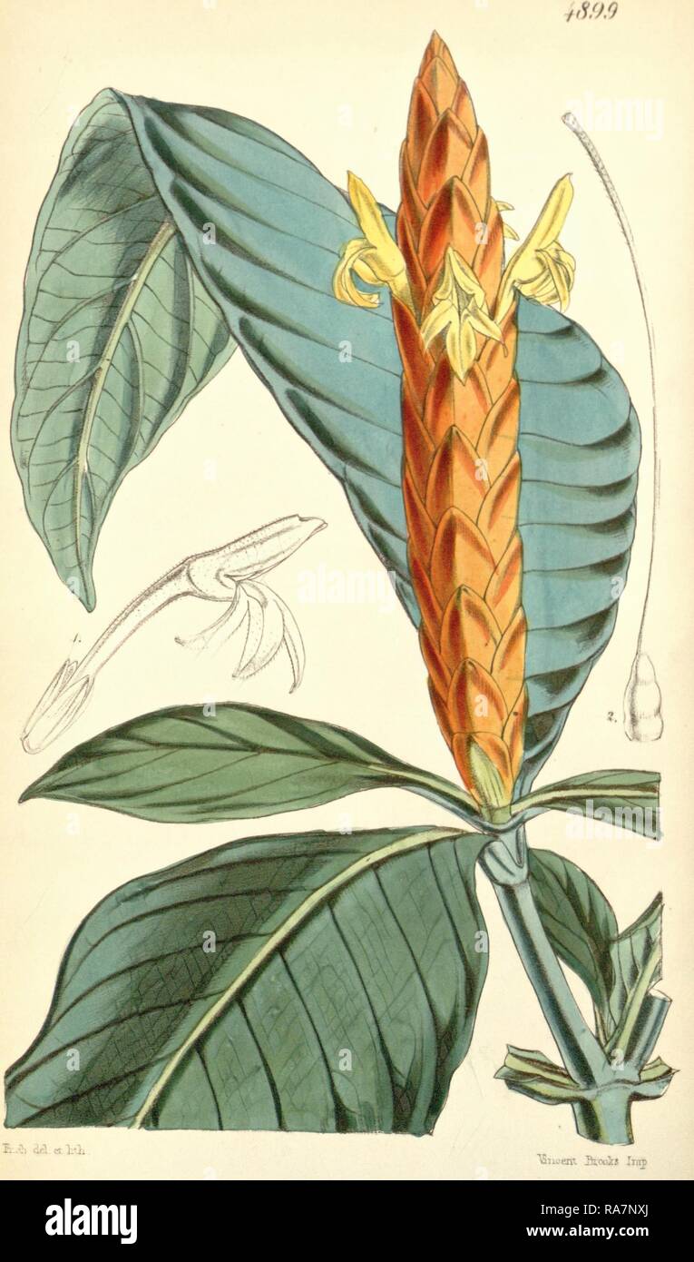 Botanical Print by Walter Hood Fitch 1817 – 1892, W.H. Fitch was an ...