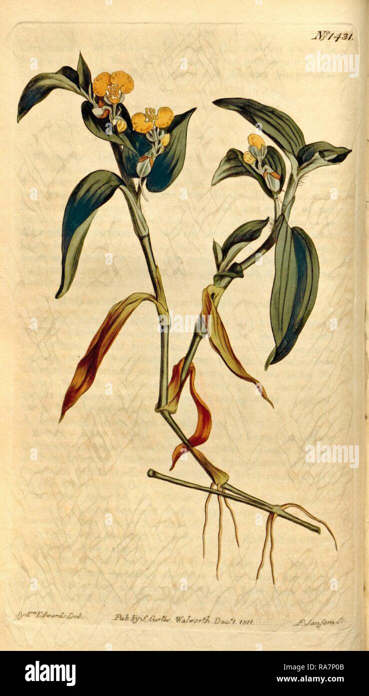 Botanical print by Sydenham Teast Edwards 1768 – 1819, Sydenham Edwards ...