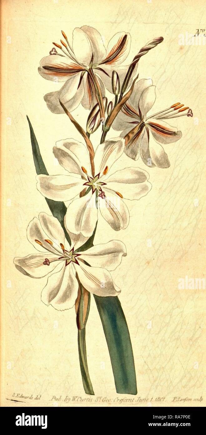 Botanical print by Sydenham Teast Edwards 1768 – 1819, Sydenham Edwards ...