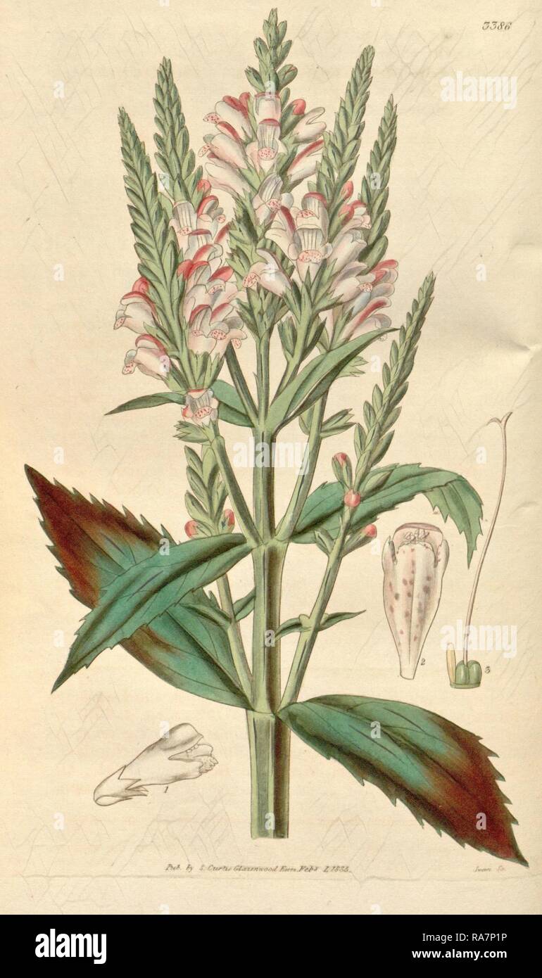 Botanical print or English natural history illustration by Joseph Swan ...