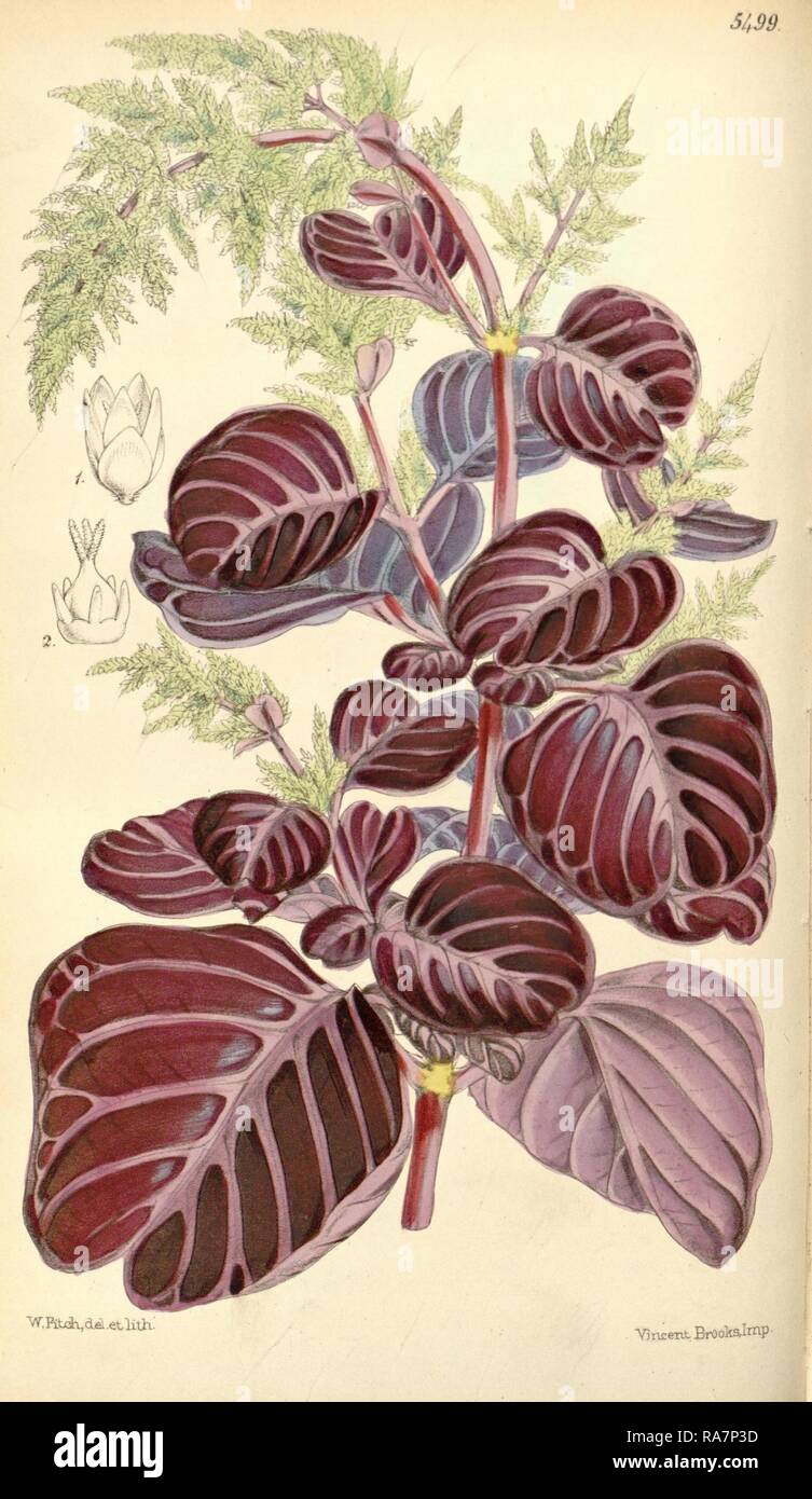 Botanical Print by Walter Hood Fitch 1817 – 1892, W.H. Fitch was an ...
