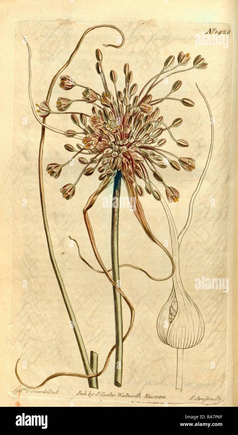 Botanical print by Sydenham Teast Edwards 1768 – 1819, Sydenham Edwards ...