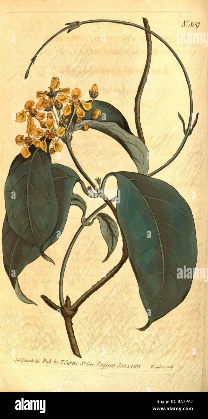 Botanical print by Sydenham Teast Edwards 1768 – 1819, Sydenham Edwards ...