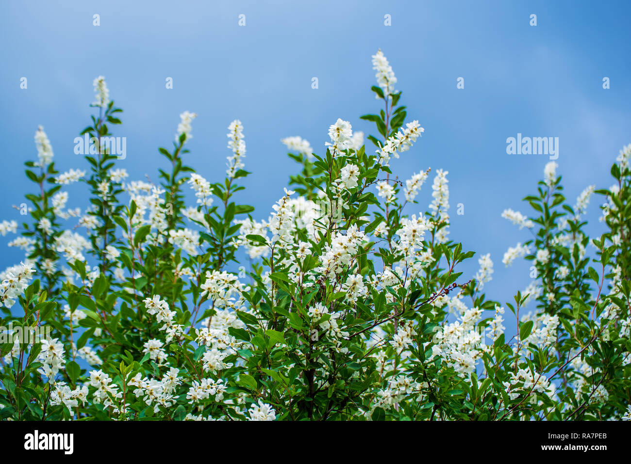 Spring white flowers Stock Photo - Alamy