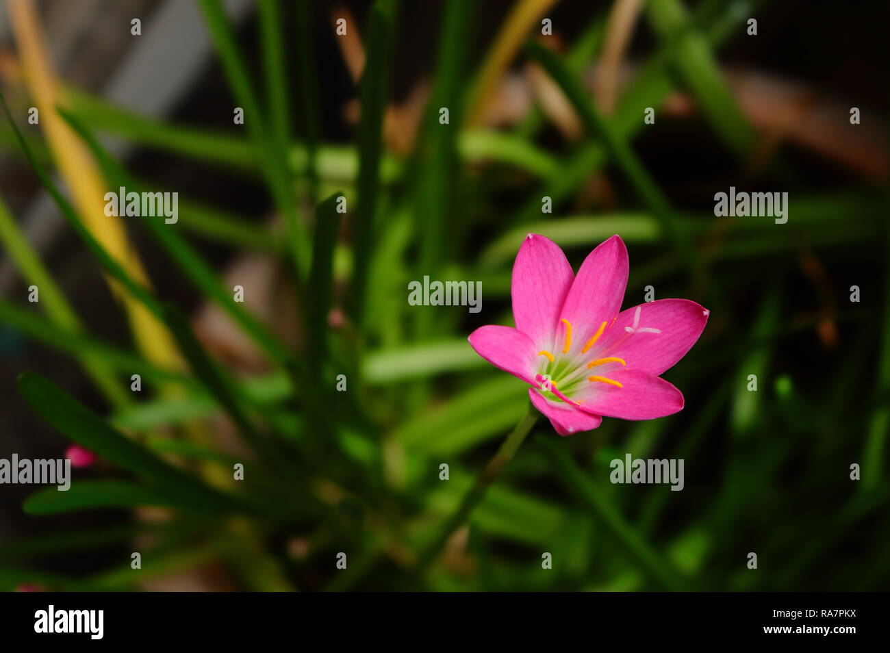 Carpel hi-res stock photography and images - Alamy