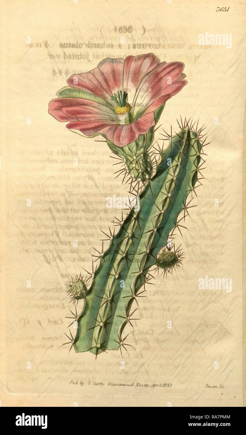 Botanical print or English natural history illustration by Joseph Swan ...
