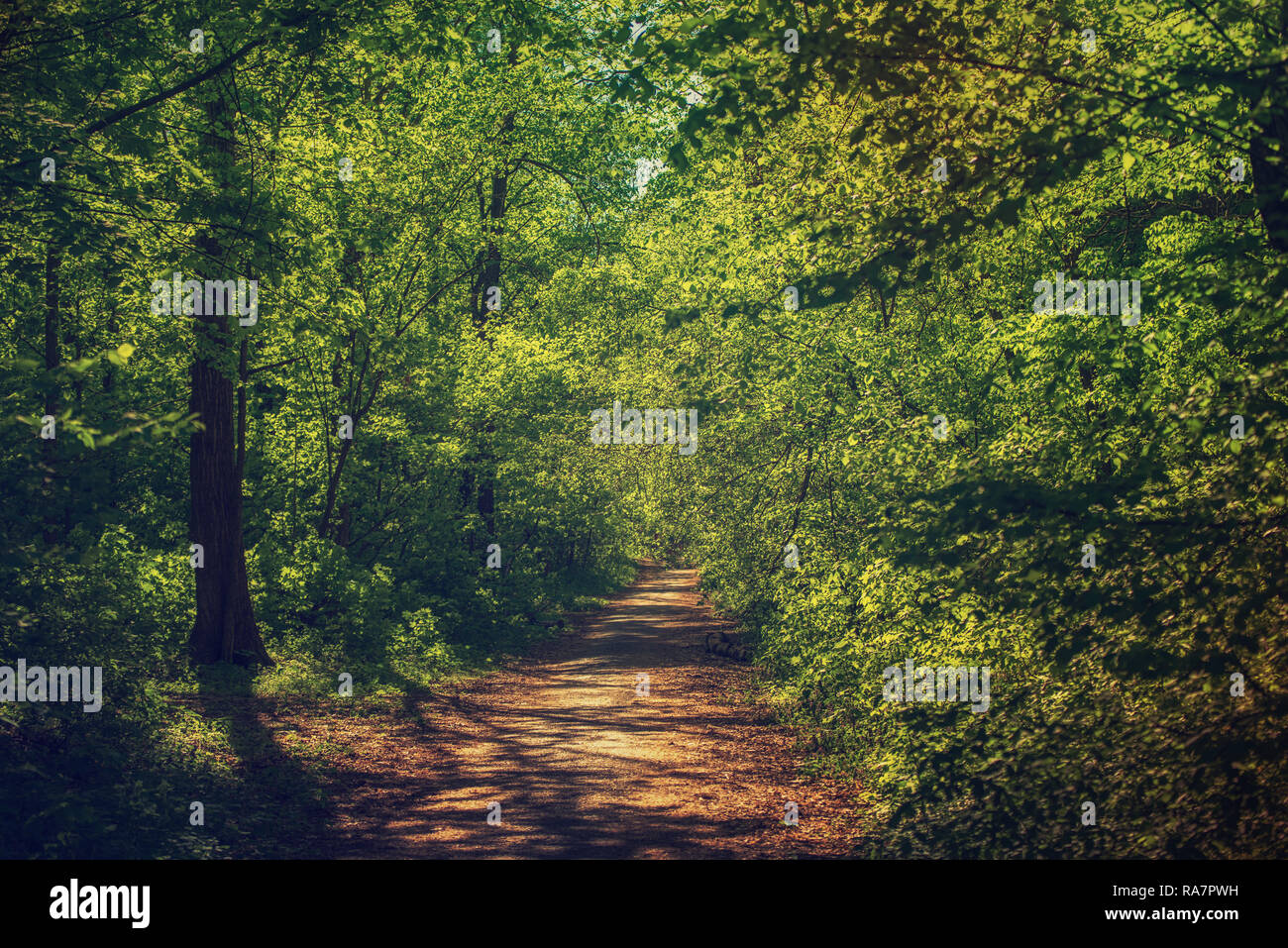 Summer green forest Stock Photo - Alamy