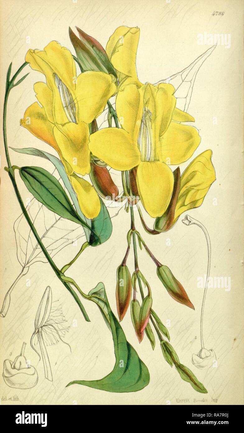 19th century botanical colour print. Botanical illustration. Form ...