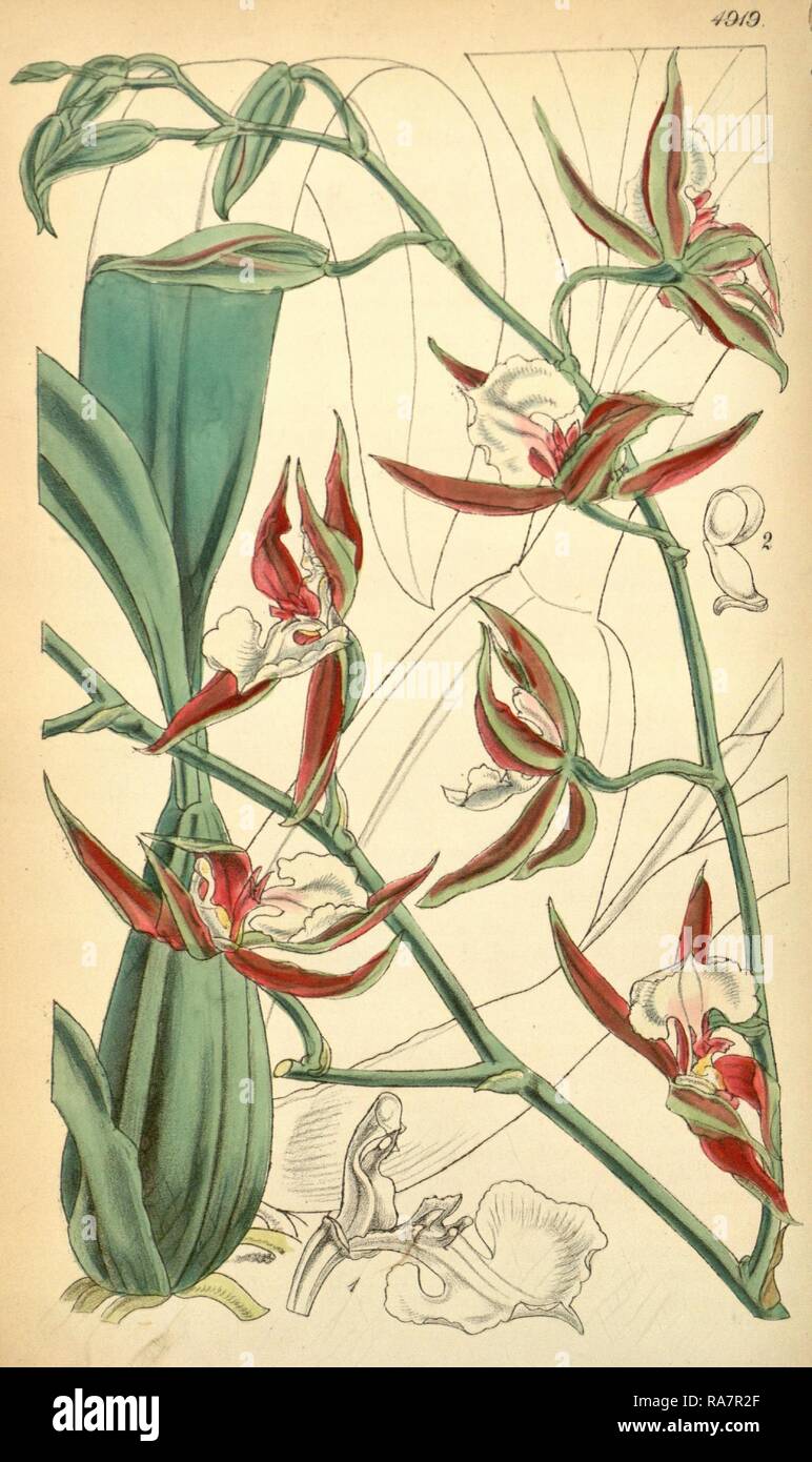 19th century botanical colour print. Botanical illustration. Form ...