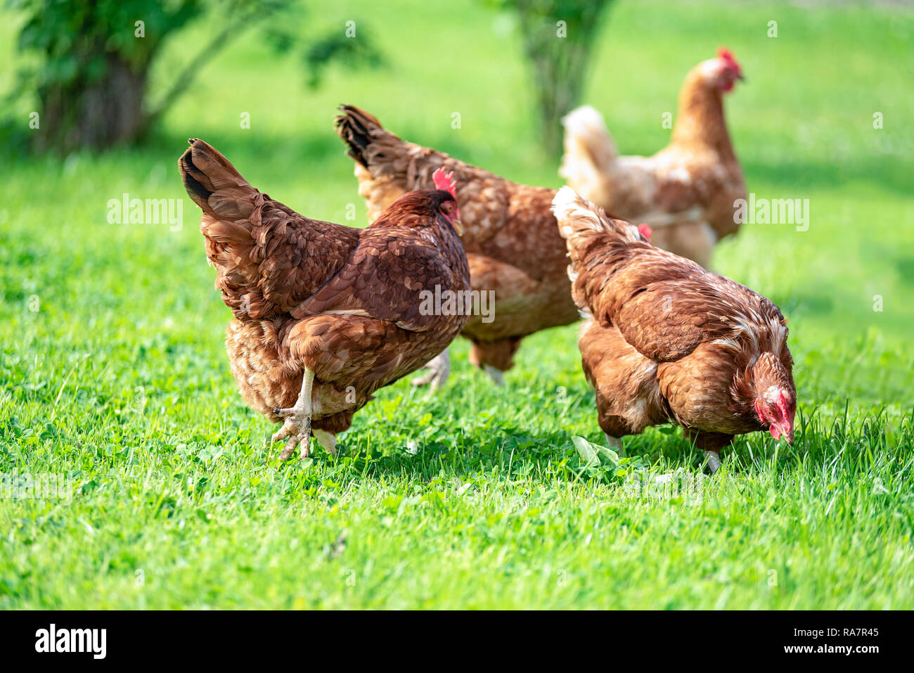 Hens on traditional free range poultry organic farm grazing on the ...