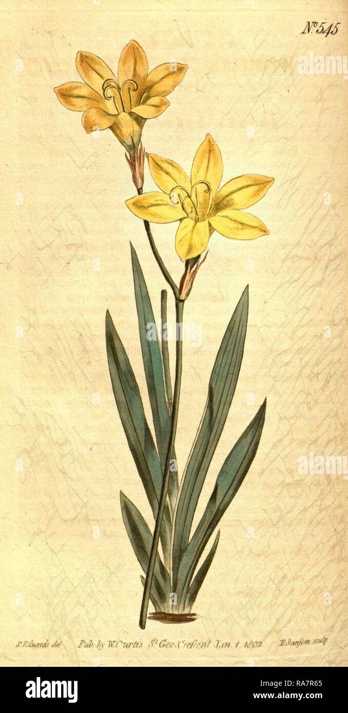 Botanical print by Sydenham Teast Edwards 1768 – 1819, Sydenham Edwards ...