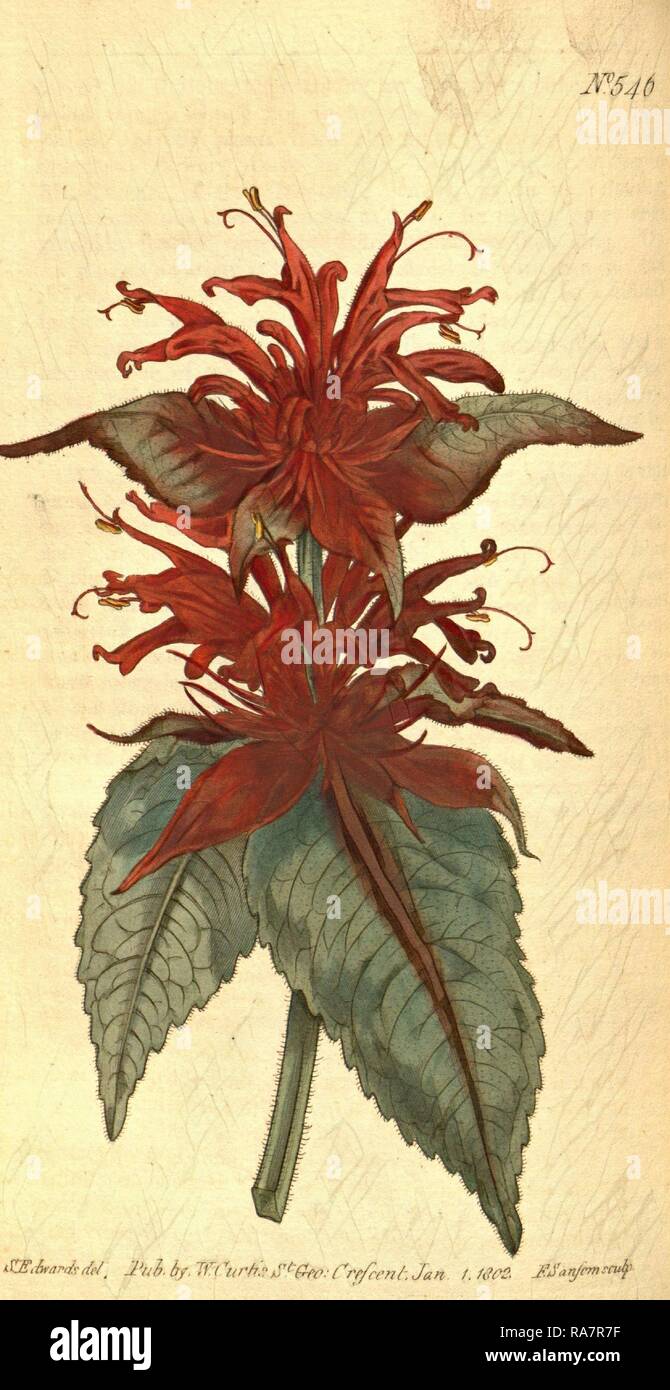 Botanical print by Sydenham Teast Edwards 1768 – 1819, Sydenham Edwards ...