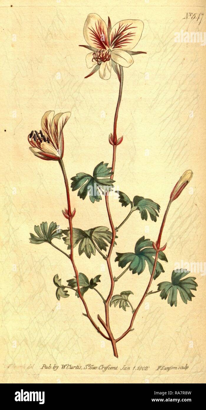 Botanical print by Sydenham Teast Edwards 1768 – 1819, Sydenham Edwards ...