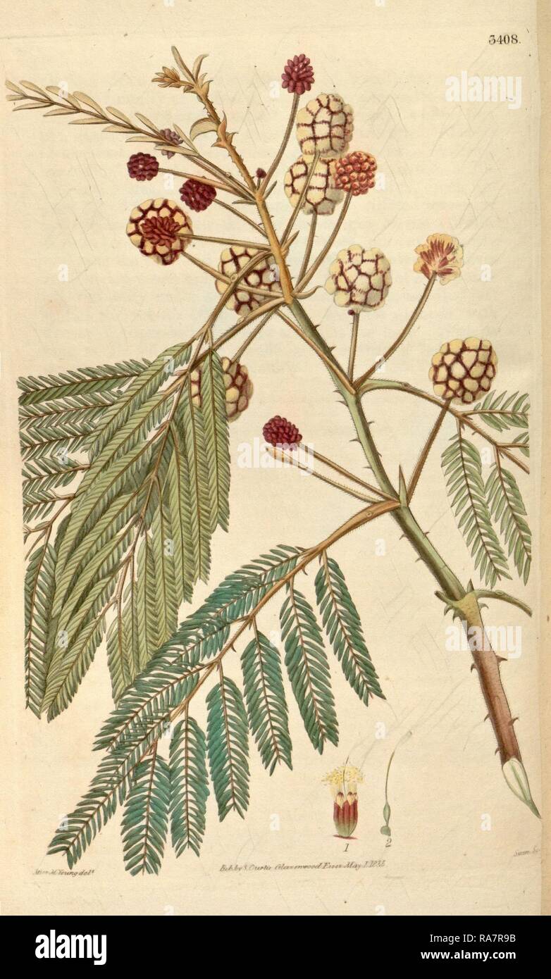 19th century botanical colour print. Botanical illustration. Form ...