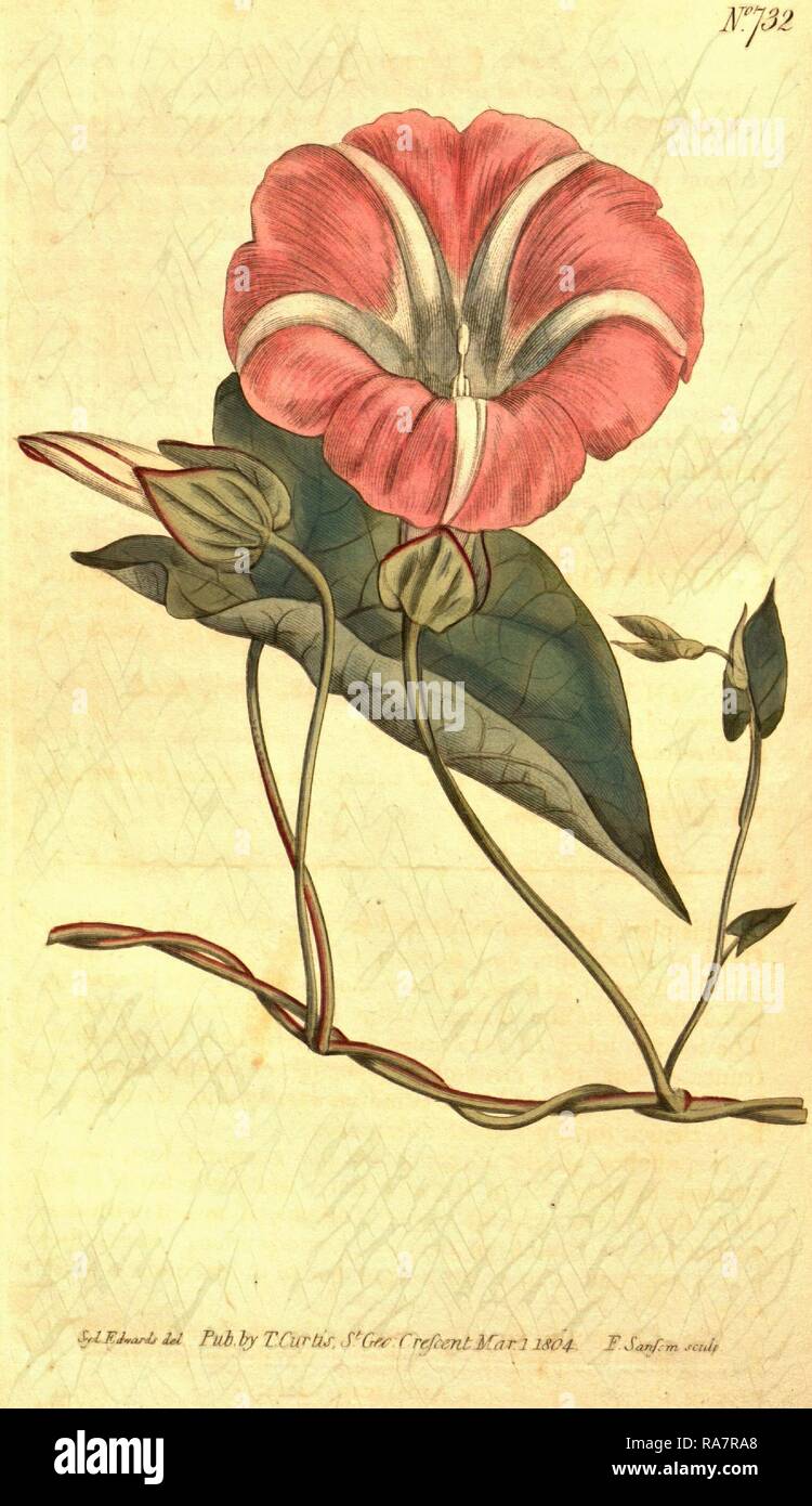 Botanical print by Sydenham Teast Edwards 1768 – 1819, Sydenham Edwards ...