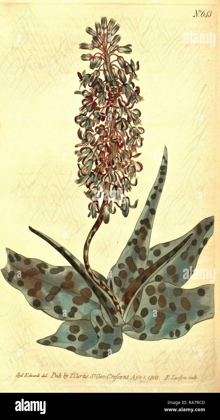 Botanical print by Sydenham Teast Edwards 1768 – 1819, Sydenham Edwards ...