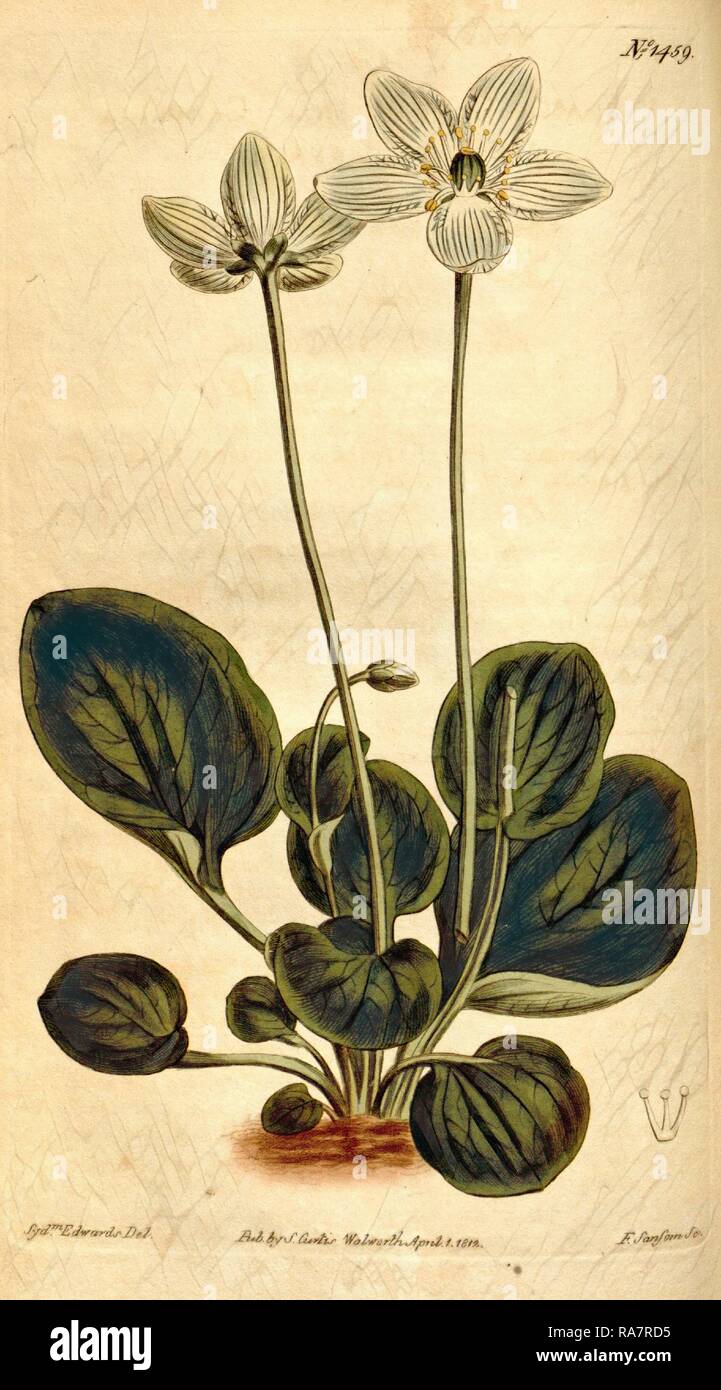 Botanical print by Sydenham Teast Edwards 1768 – 1819, Sydenham Edwards ...