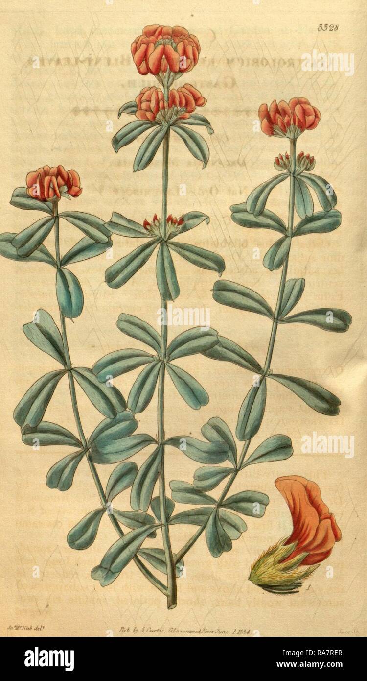 19th century botanical colour print. Botanical illustration. Form ...