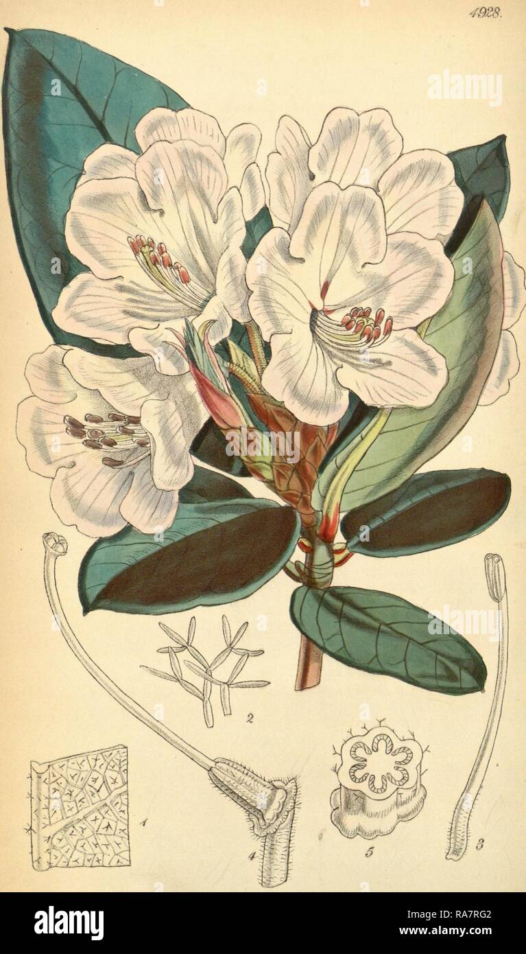 19th century botanical colour print. Botanical illustration. Form ...