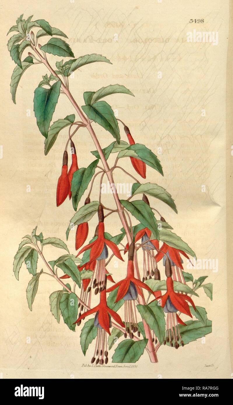 Botanical print or English natural history illustration by Joseph Swan ...