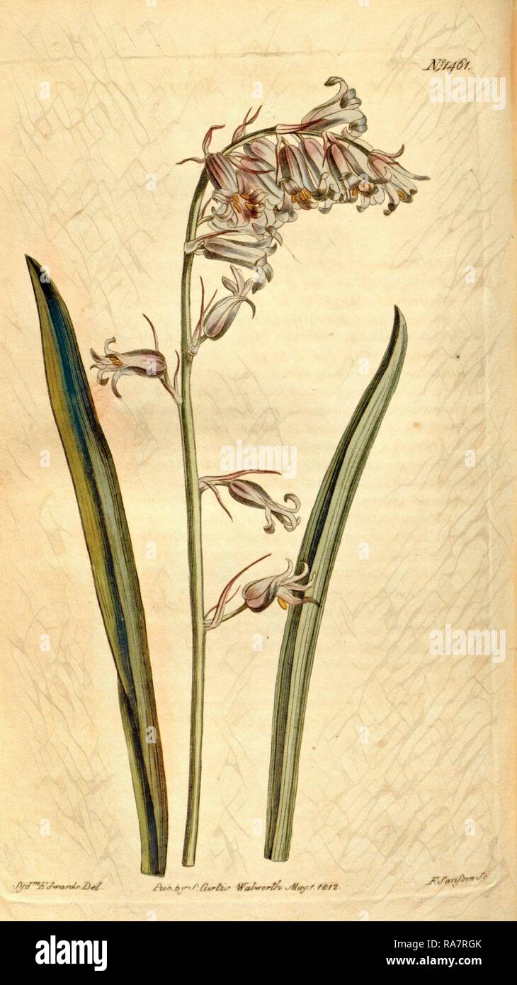 Botanical print by Sydenham Teast Edwards 1768 – 1819, Sydenham Edwards ...