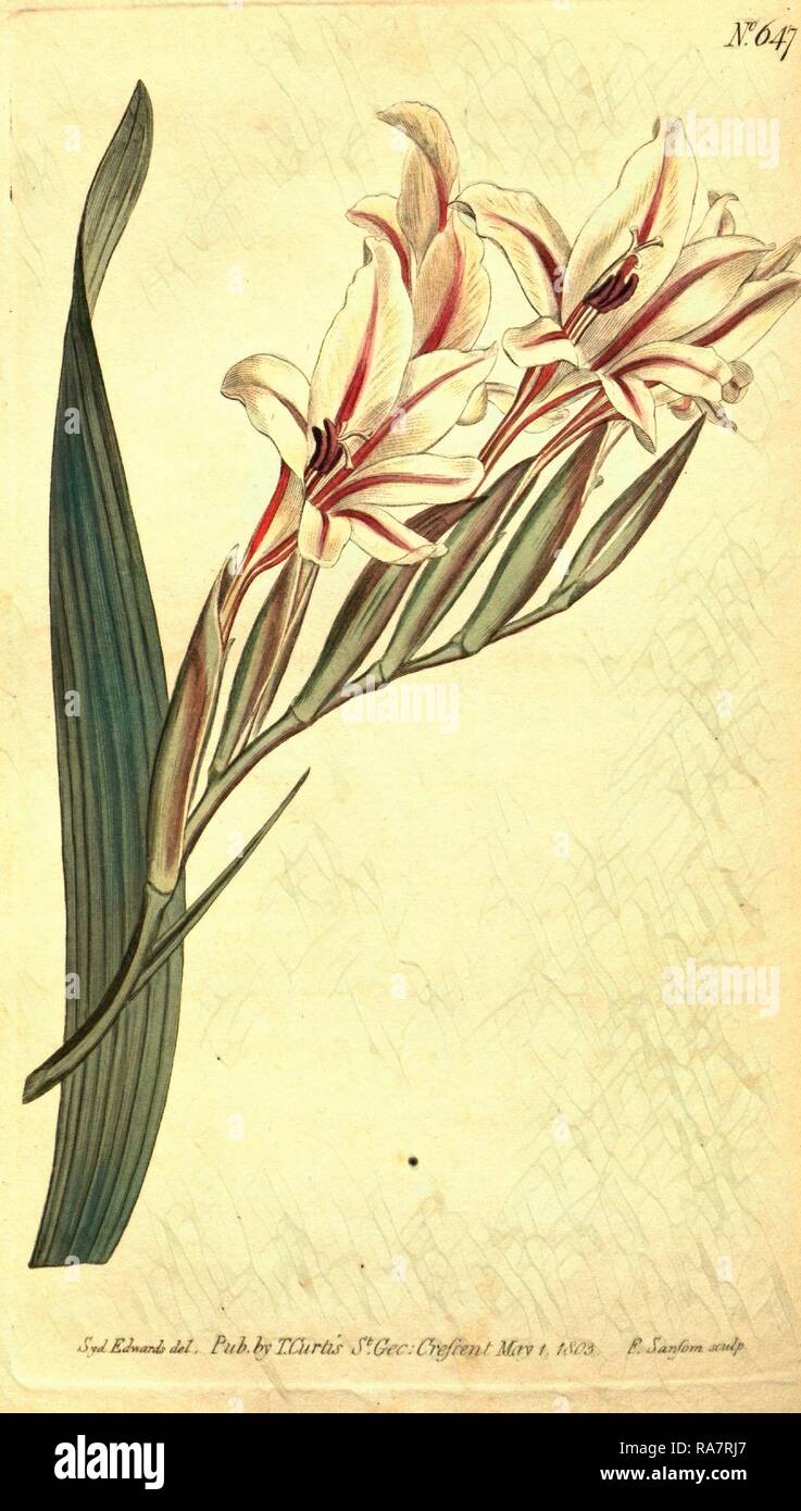 Botanical print by Sydenham Teast Edwards 1768 – 1819, Sydenham Edwards ...