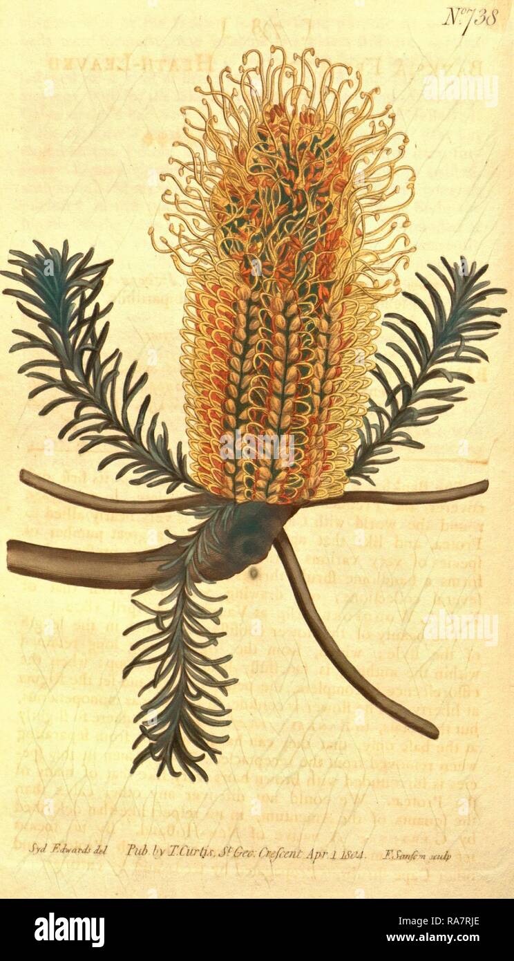 Botanical print by Sydenham Teast Edwards 1768 – 1819, Sydenham Edwards ...