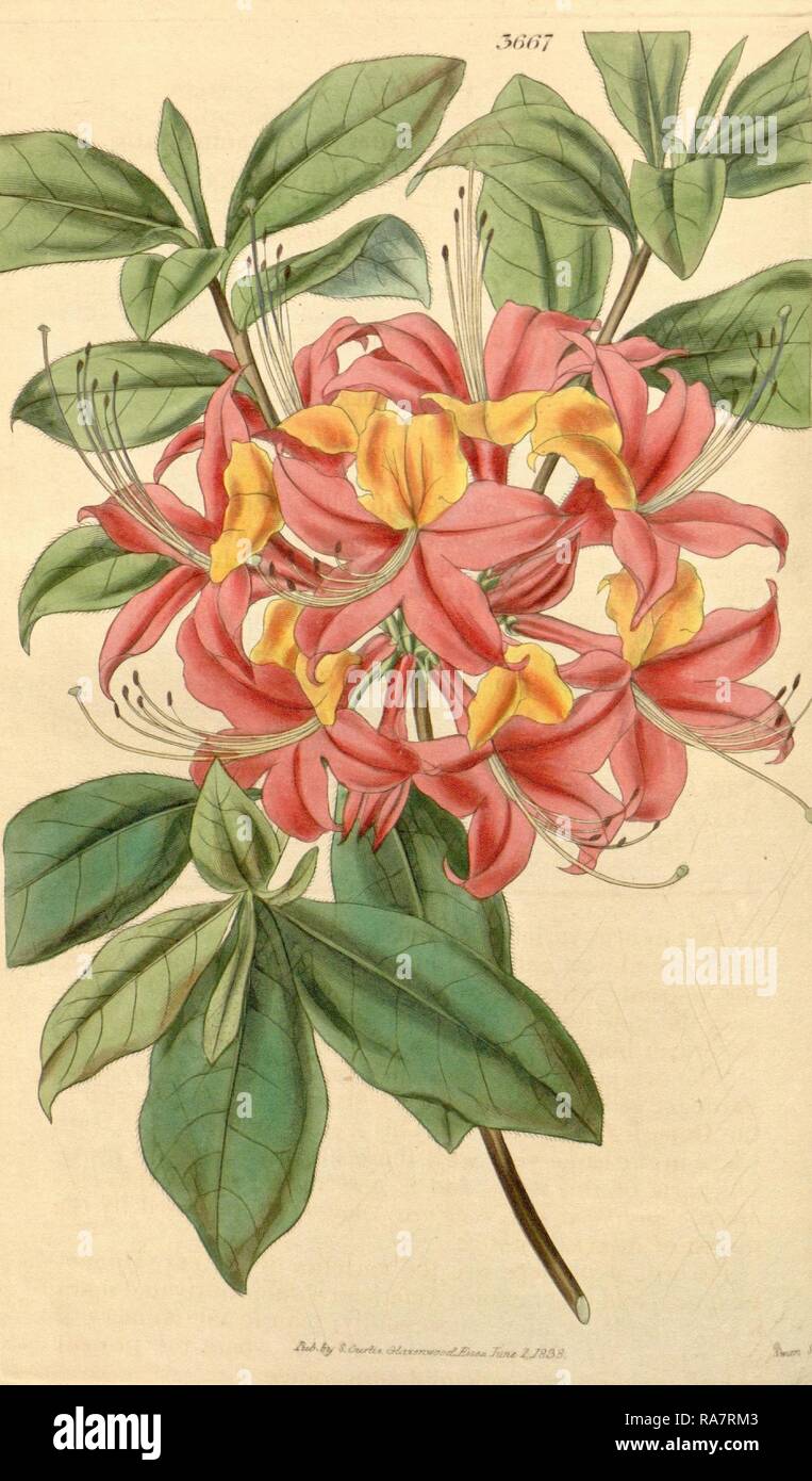 Botanical print or English natural history illustration by Joseph Swan ...