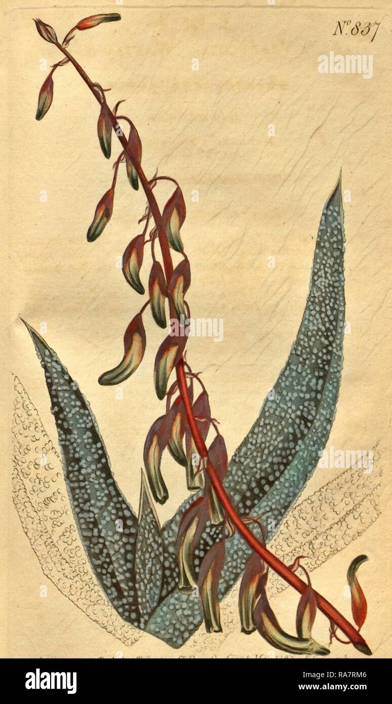 Botanical print by Sydenham Teast Edwards 1768 – 1819, Sydenham Edwards ...