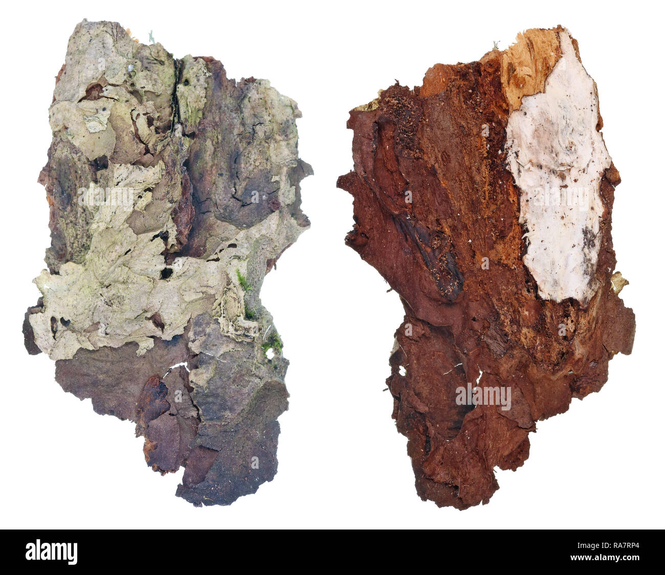 The top and bottom view of a fragment of aspen tree rotten bark with a ...