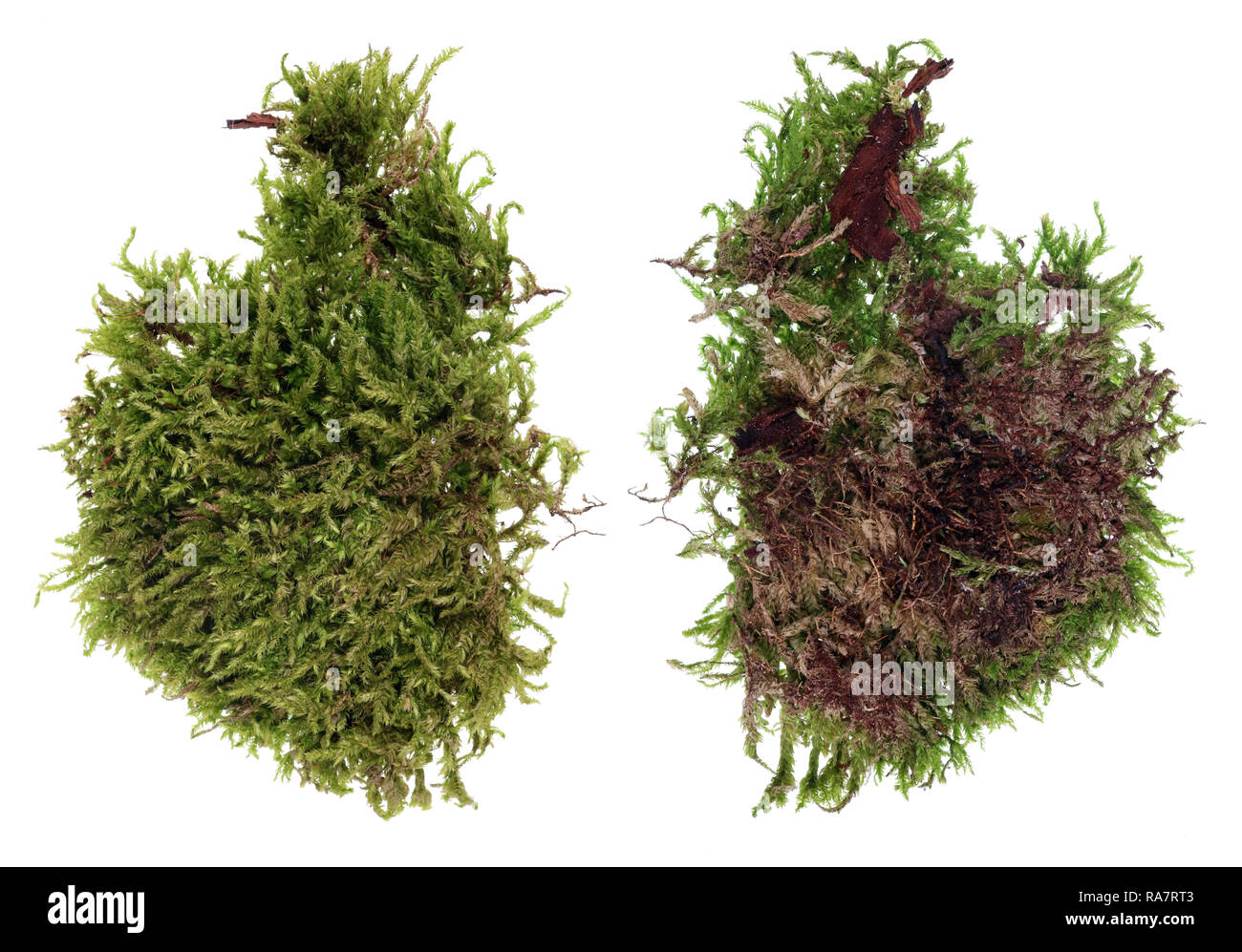 Fragment of natural european forest green moss and lichen plant ...