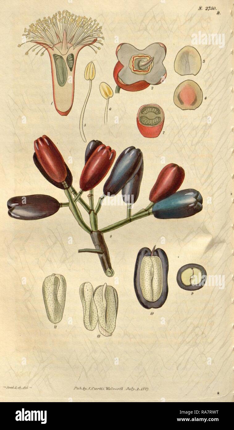 19th century botanical colour print. Botanical illustration. Form ...