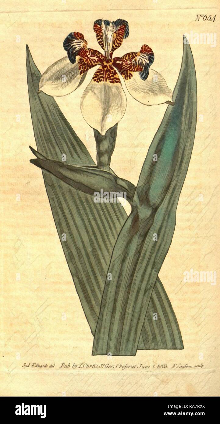 Botanical print by Sydenham Teast Edwards 1768 – 1819, Sydenham Edwards ...