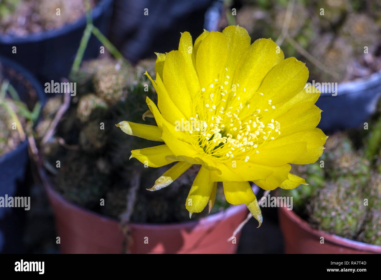 Lobivia cactus, yellow cactus flower blooming Stock Photo - Alamy
