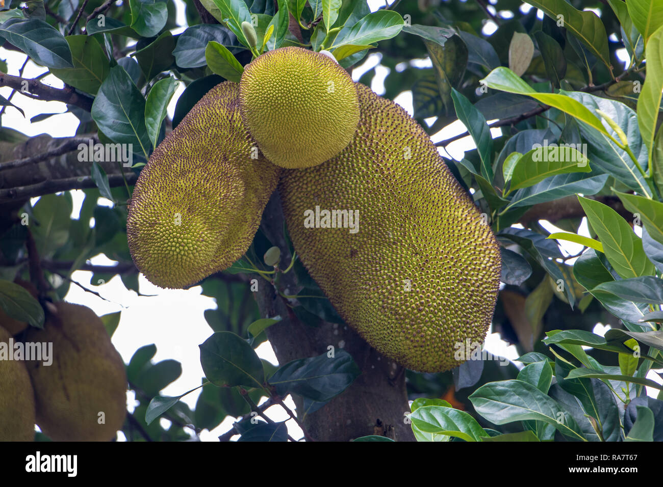 Bread fruit artocarpus altilis leaf hi-res stock photography and images ...