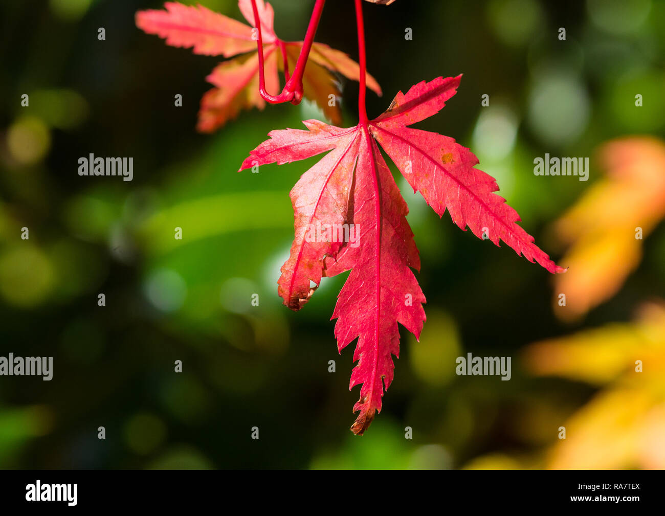 Acer palmatum tree hi-res stock photography and images - Alamy