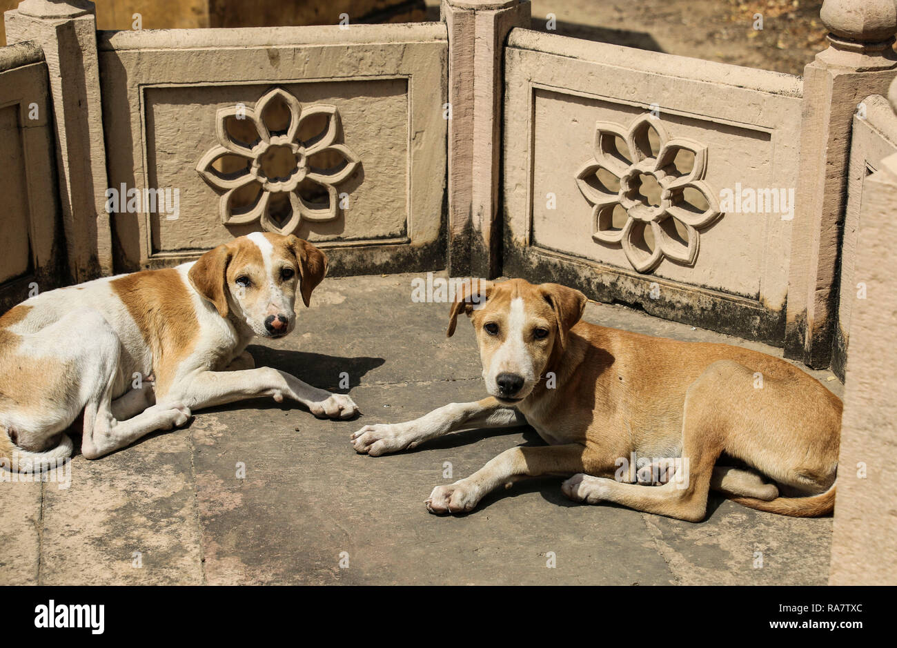 Homeless dogs hi-res stock photography and images - Alamy
