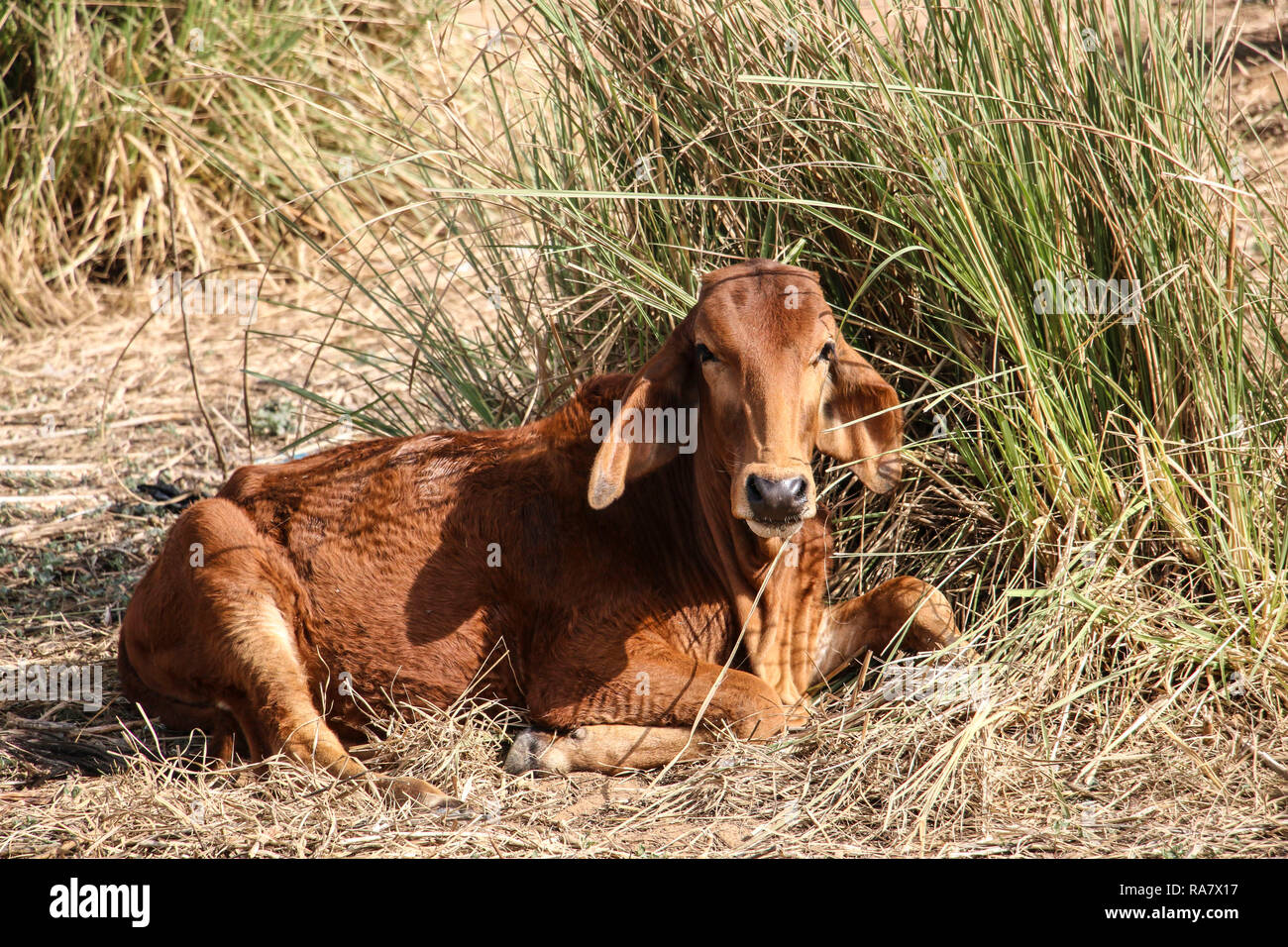 Indian red carrots hi-res stock photography and images - Alamy