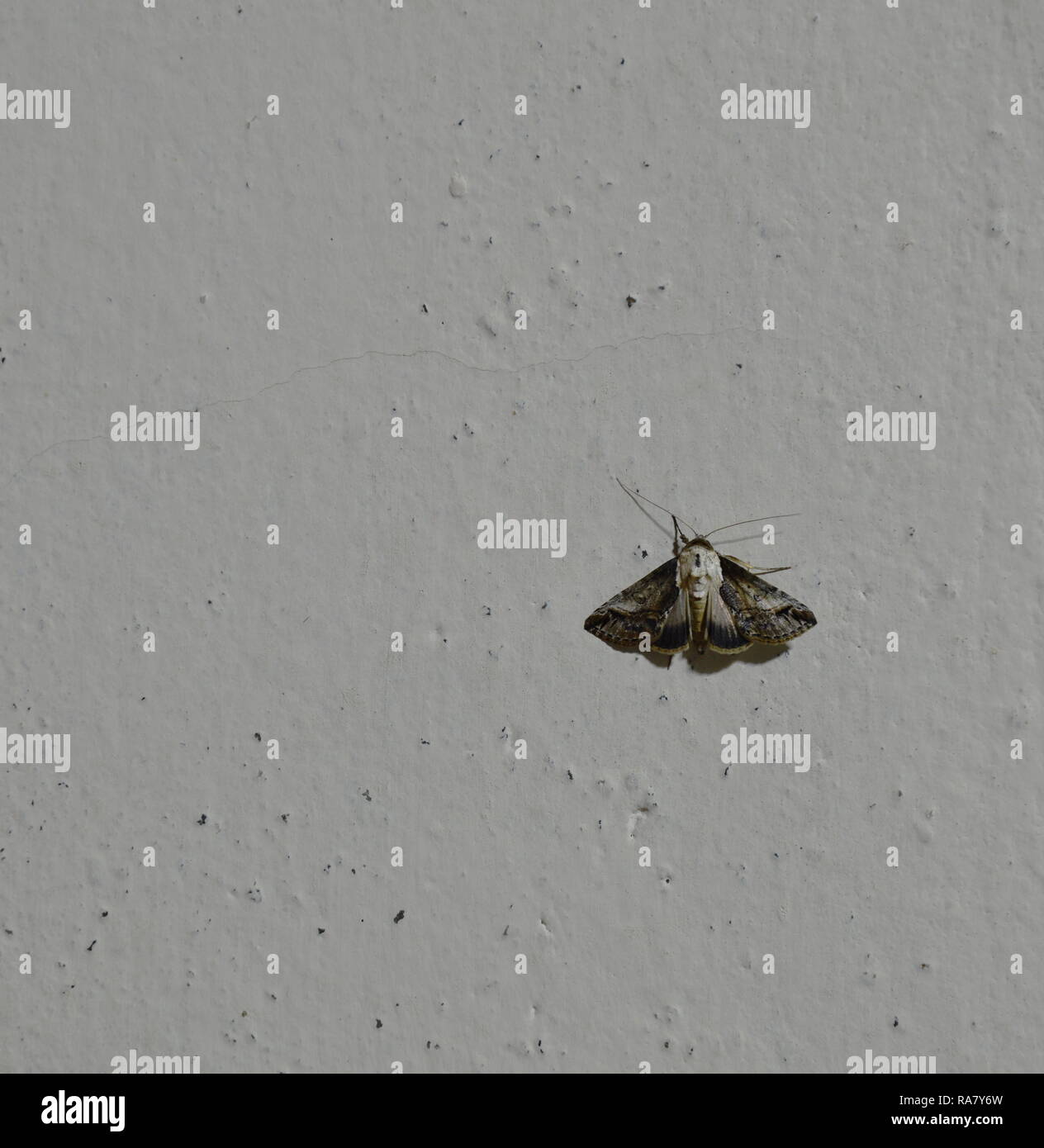 moth hanging on white wall in the night Stock Photo - Alamy