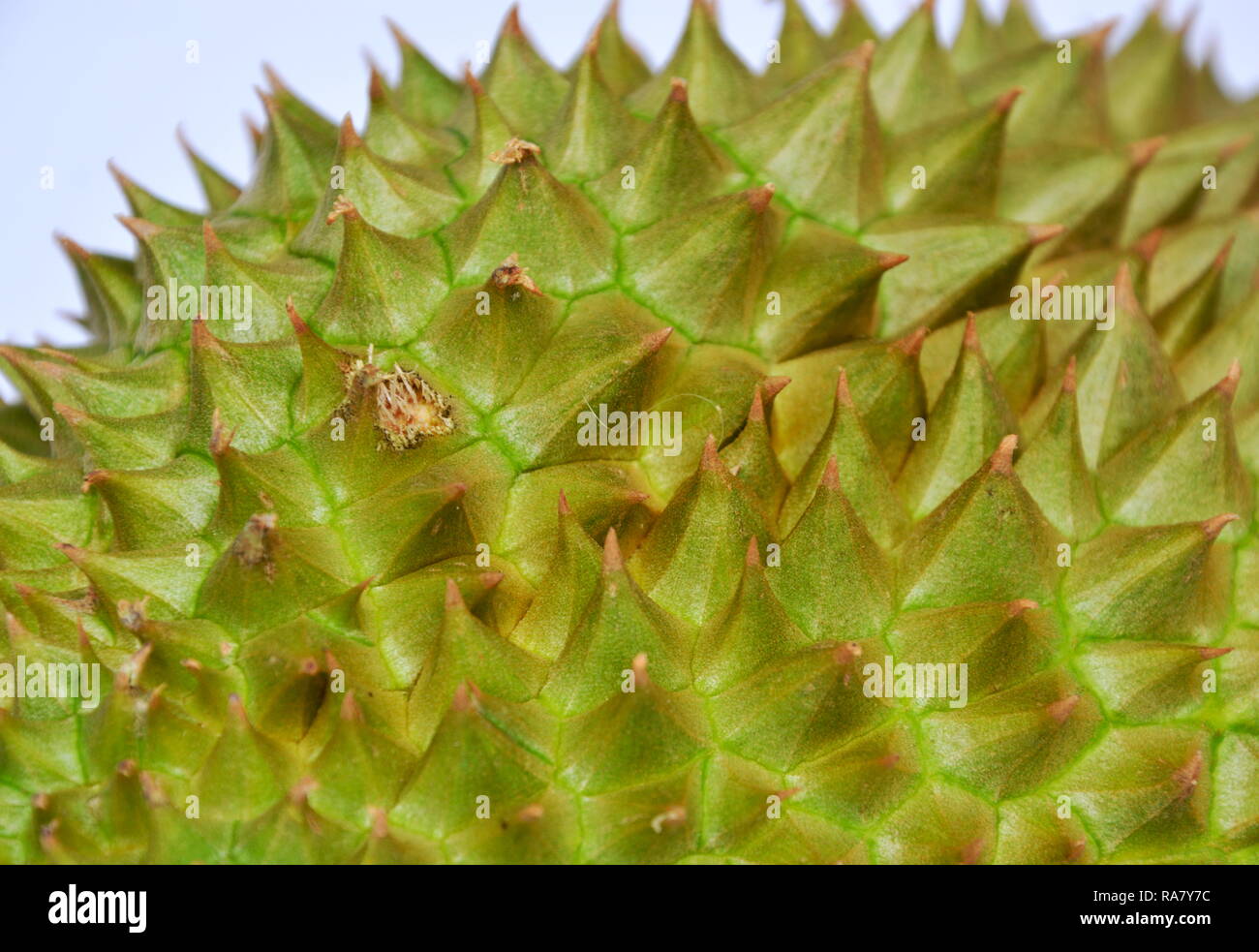 durian thorn texture and background Stock Photo - Alamy