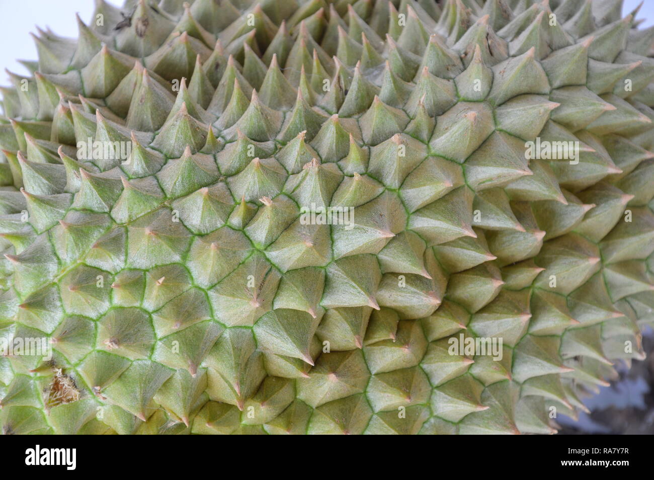 durian thorn texture and background Stock Photo - Alamy