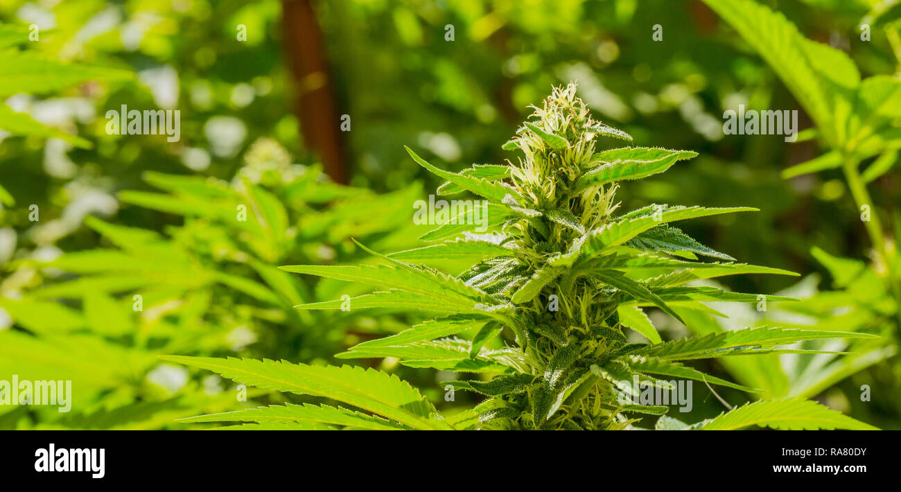 Cannabis Home Grown Medical Marijuana female plant in a hemp garden ...