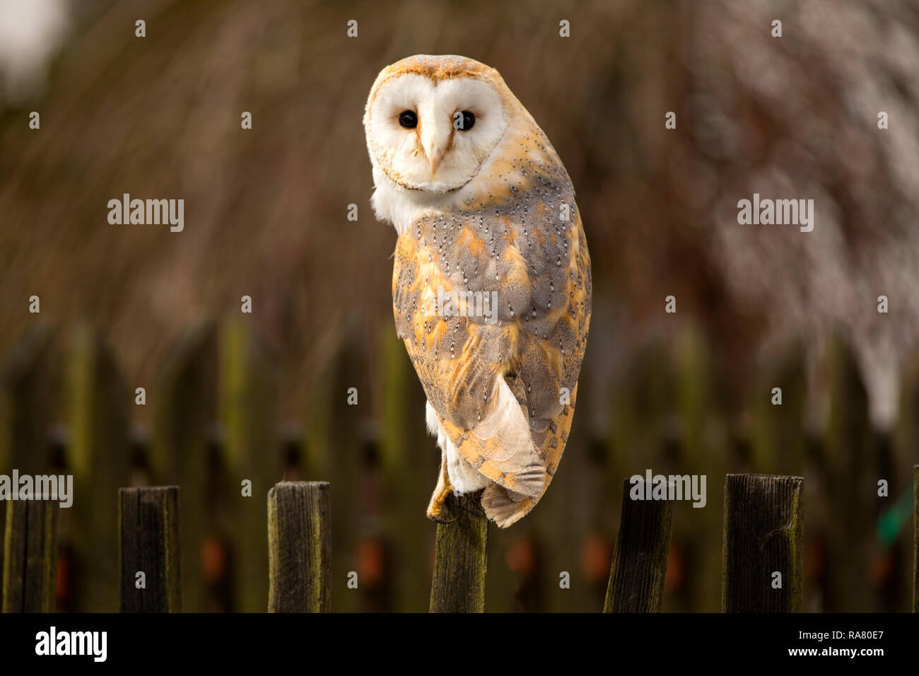 A Barn Owl, Tyto alba, perched on a fence Stock Photo - Alamy