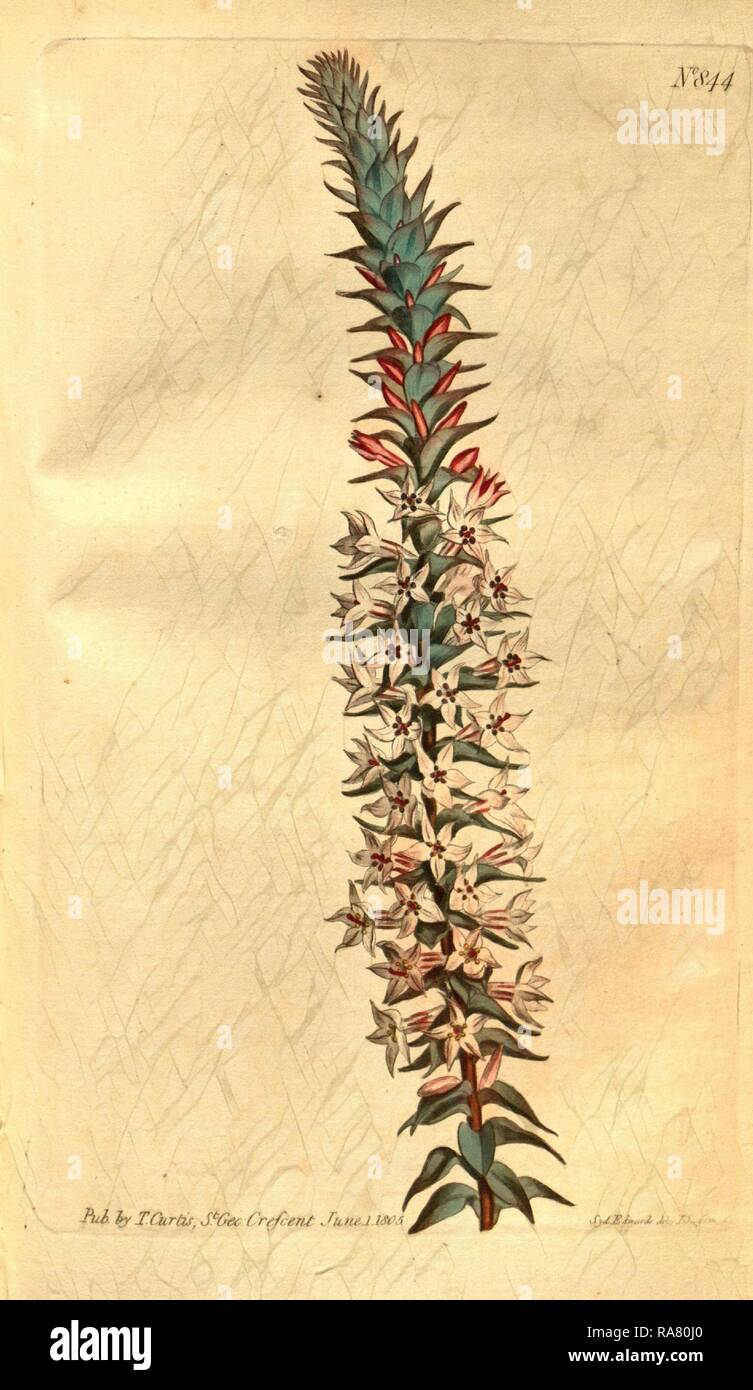 Botanical print by Sydenham Teast Edwards 1768 – 1819, Sydenham Edwards ...