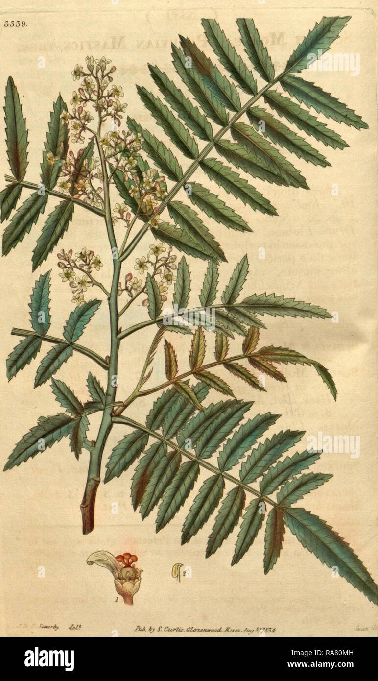 19th century botanical colour print. Botanical illustration. Form ...