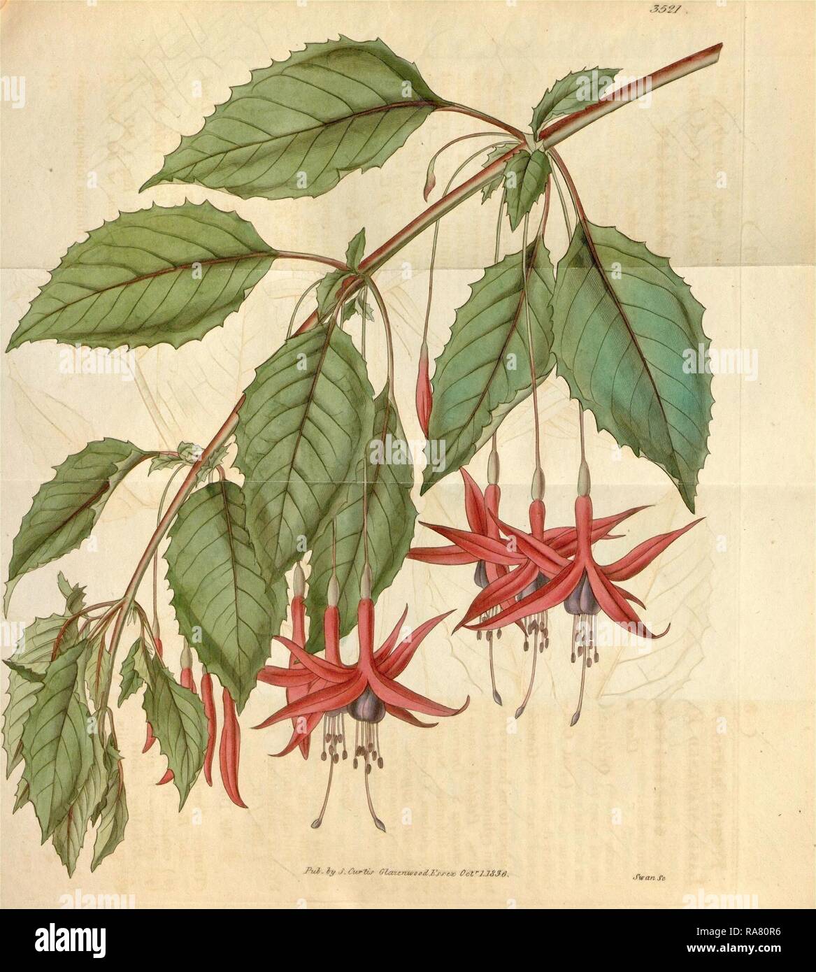 Botanical print or English natural history illustration by Joseph Swan ...