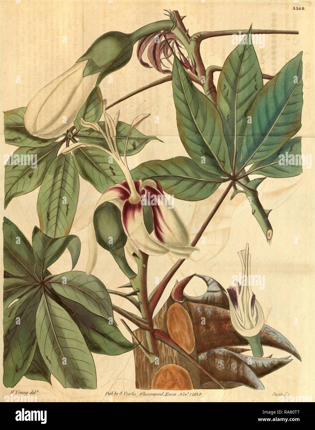 Botanical print or English natural history illustration by Joseph Swan ...