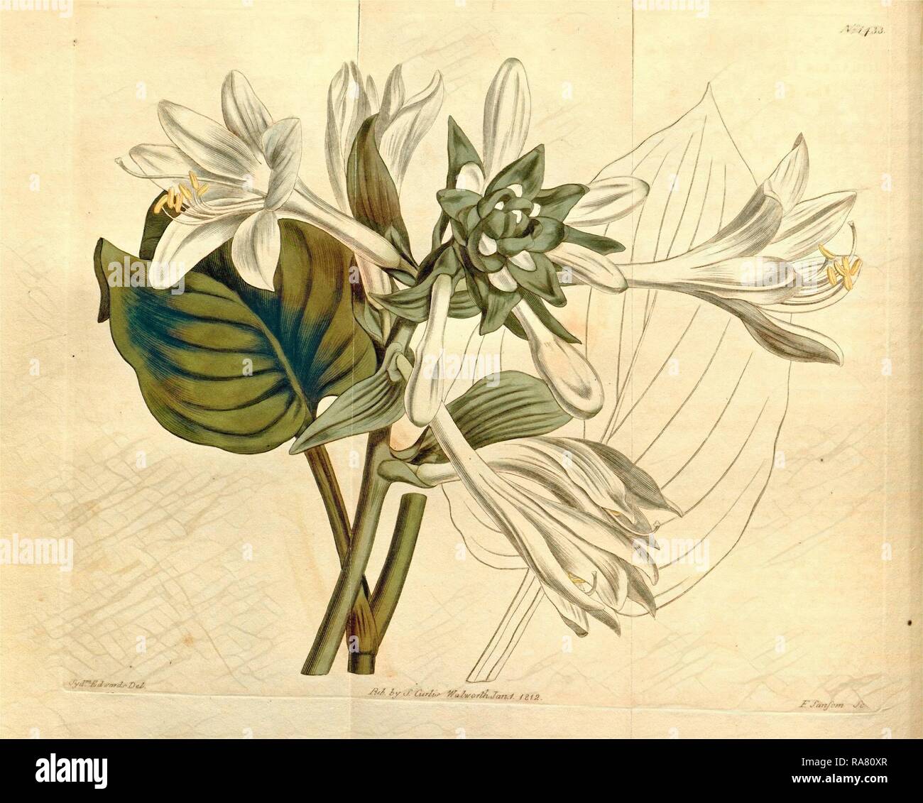 Botanical print by Sydenham Teast Edwards 1768 – 1819, Sydenham Edwards ...