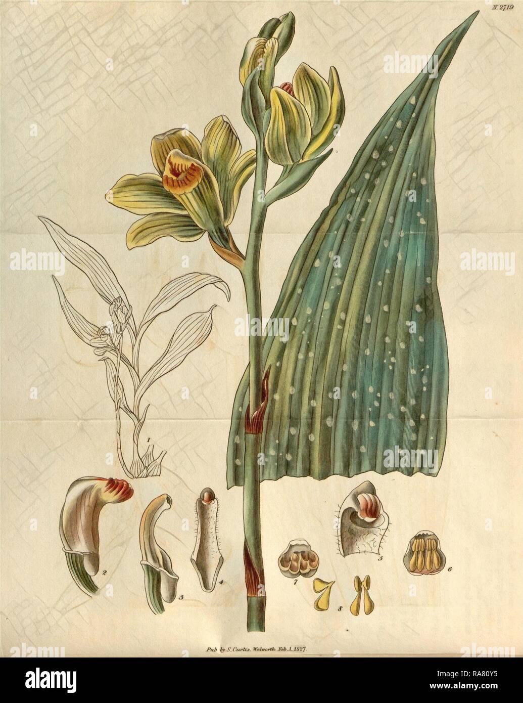19th century botanical colour print. Botanical illustration. Form ...