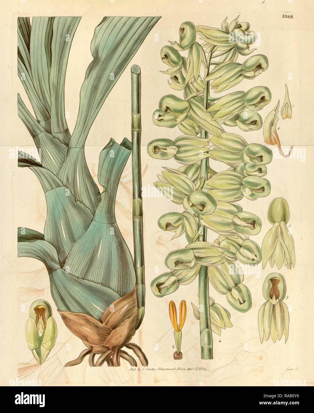 Botanical print or English natural history illustration by Joseph Swan ...